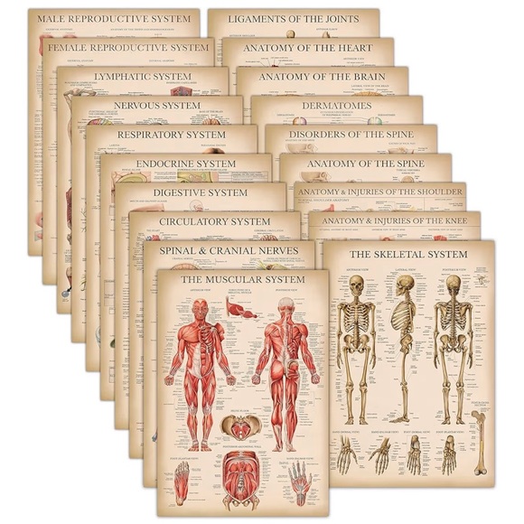 Other | 19 Pack Vintage Anatomy Posters Heavy Duty Lamination On 12 Lb ...